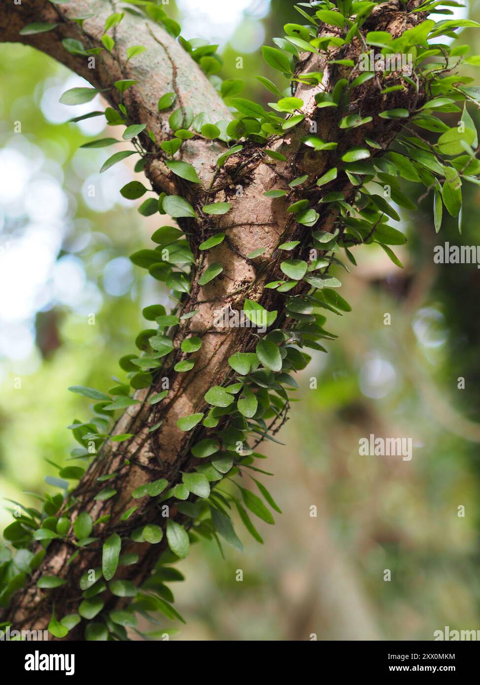 Green penny fern (Lemmaphyllum microphyllum) Plantae Stock Photo - Alamy