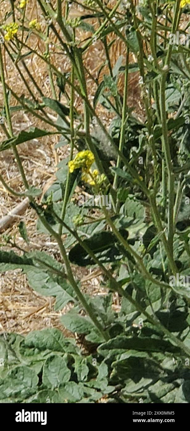 Shortpod Mustard (Hirschfeldia incana) Plantae Stock Photo - Alamy
