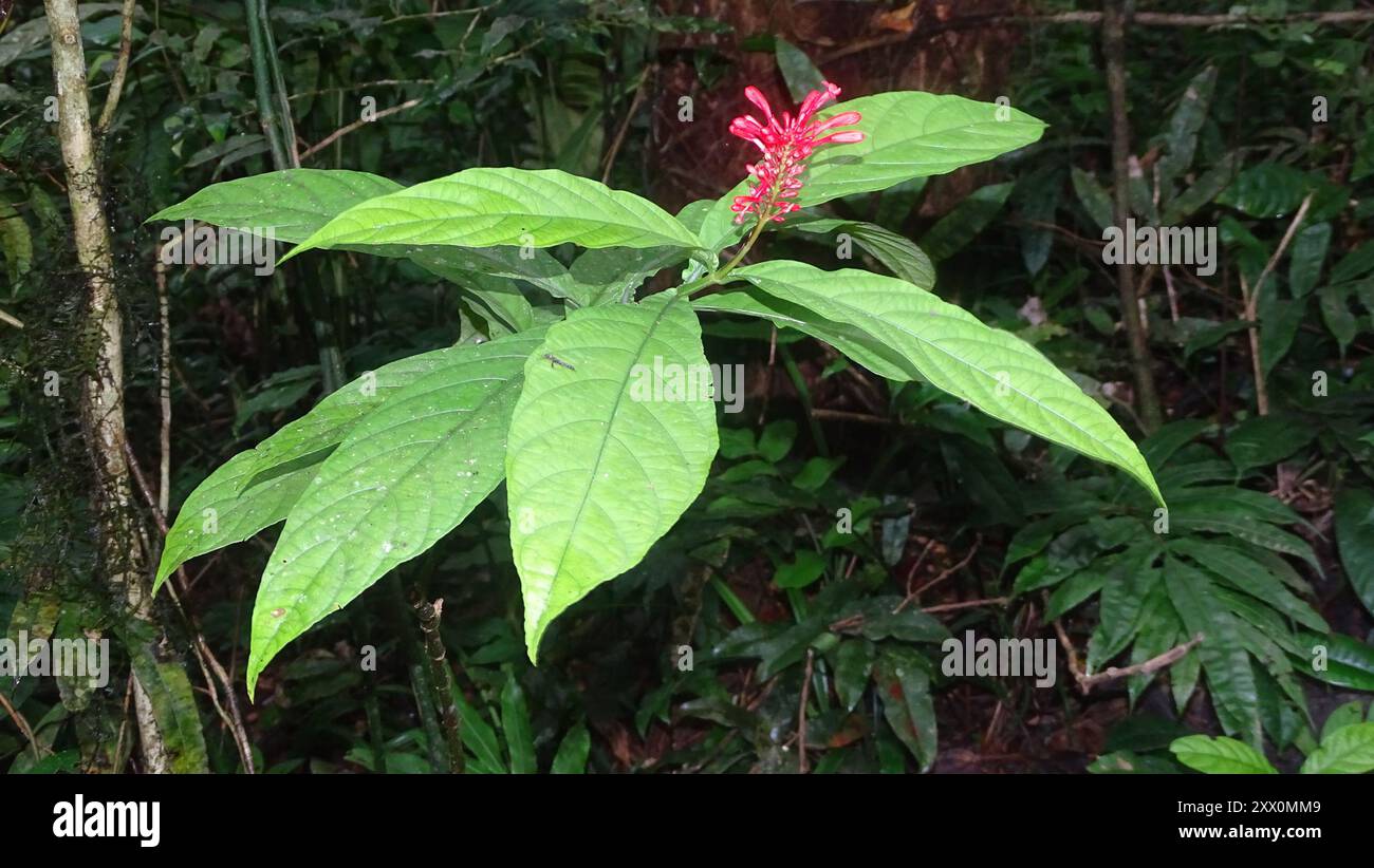 Firespike (Odontonema tubaeforme) Plantae Stock Photo - Alamy