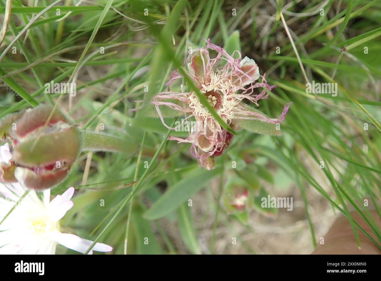 Fire Sheepfig (Delosperma sutherlandii) Plantae Stock Photo - Alamy