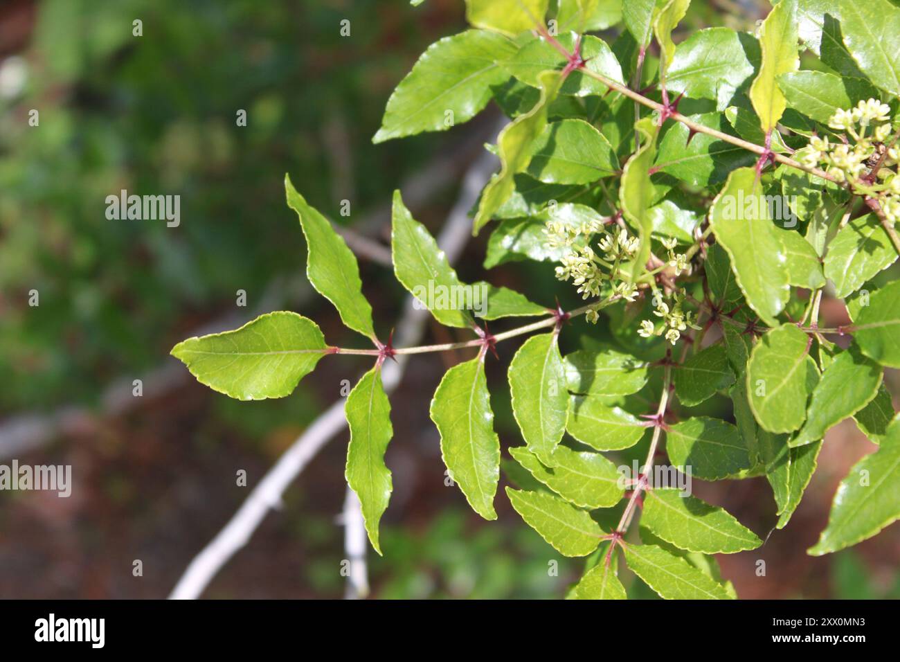Hercules' club (Zanthoxylum clava-herculis) Plantae Stock Photo - Alamy