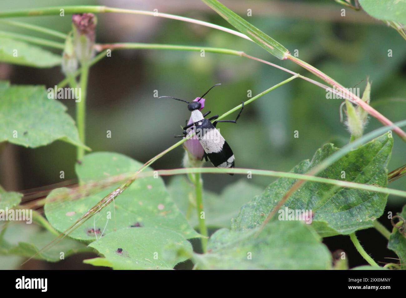 (Epicauta haroldi) Insecta Stock Photo - Alamy