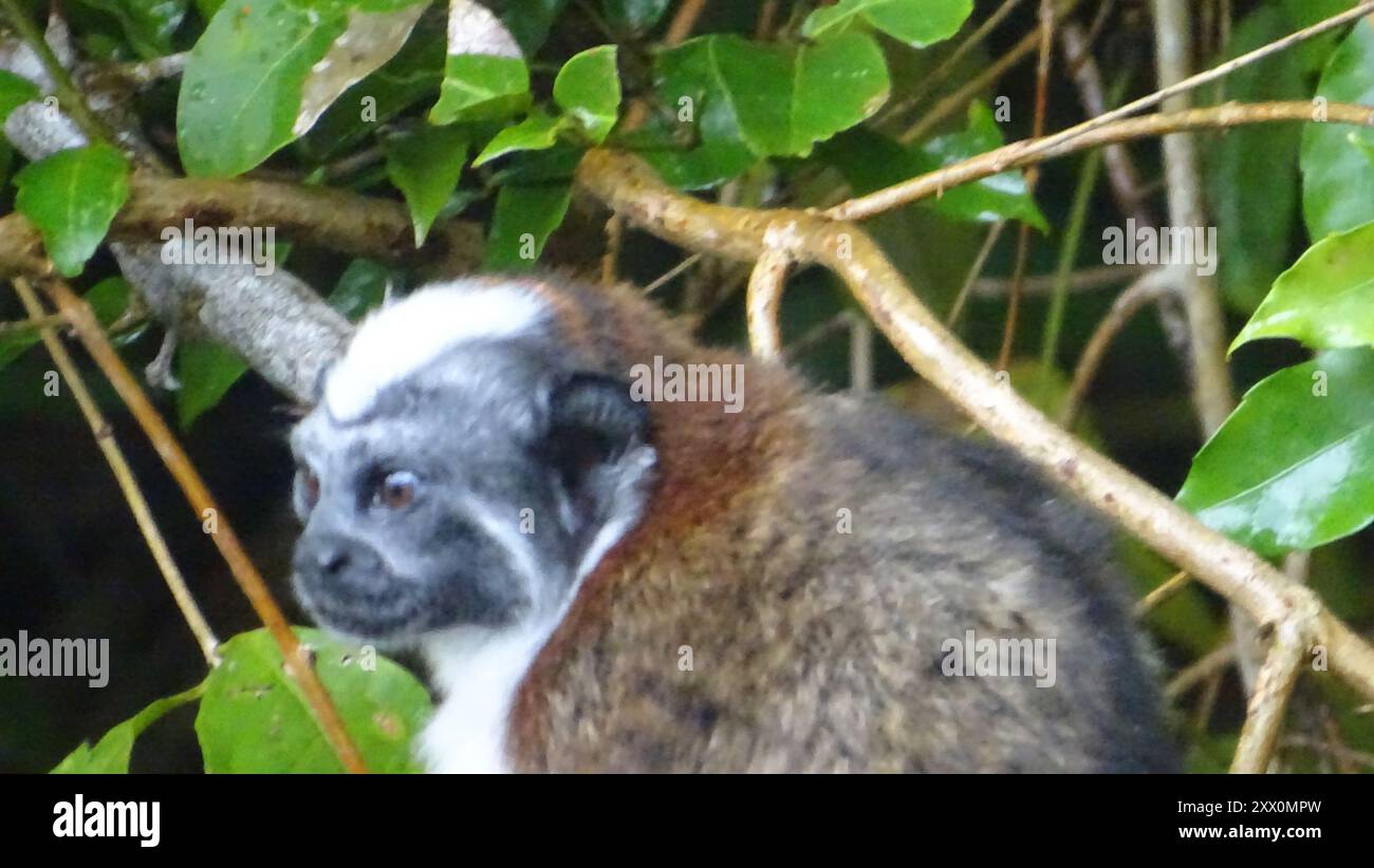 Geoffroy’s Tamarin (Saguinus geoffroyi) Mammalia Stock Photo - Alamy
