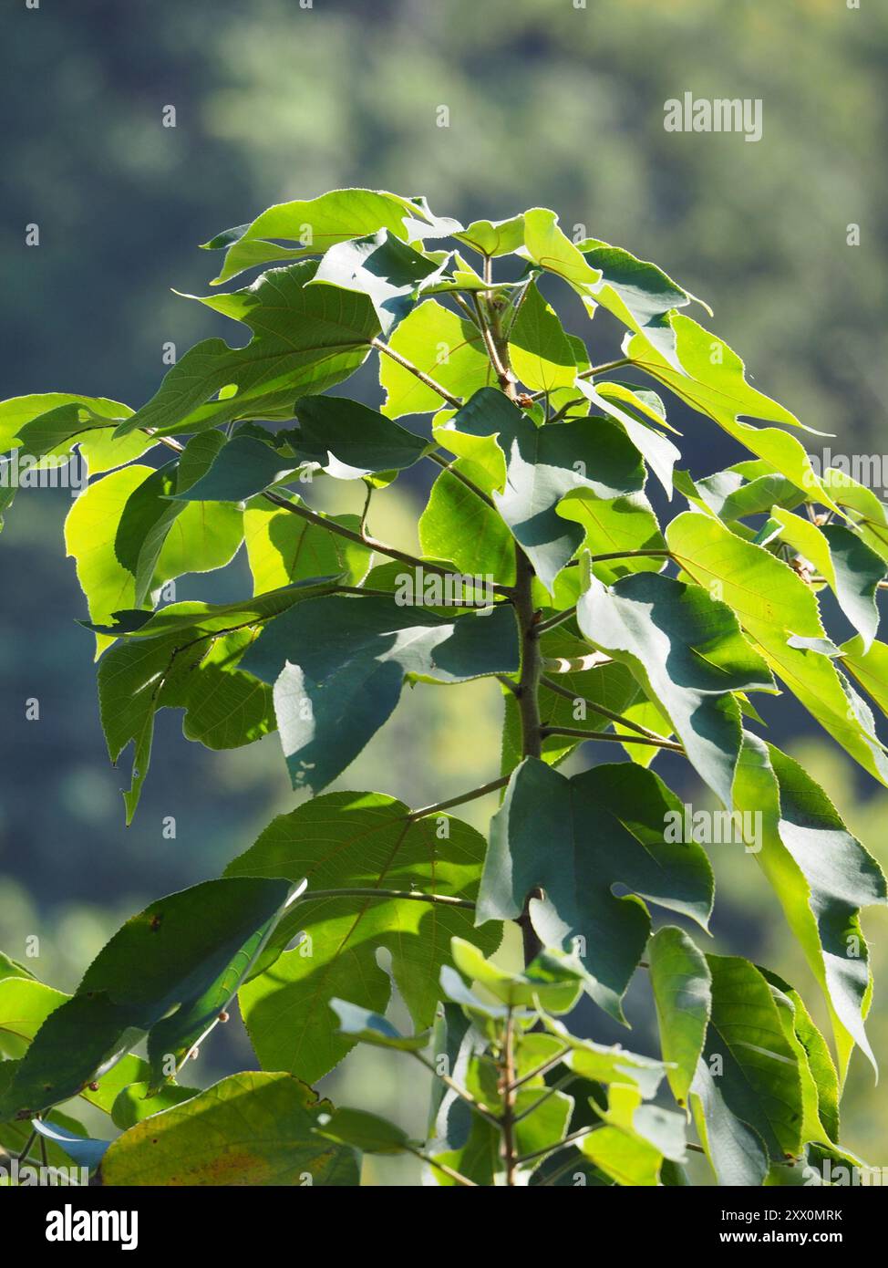 Paper mulberry (Broussonetia papyrifera) Plantae Stock Photo - Alamy