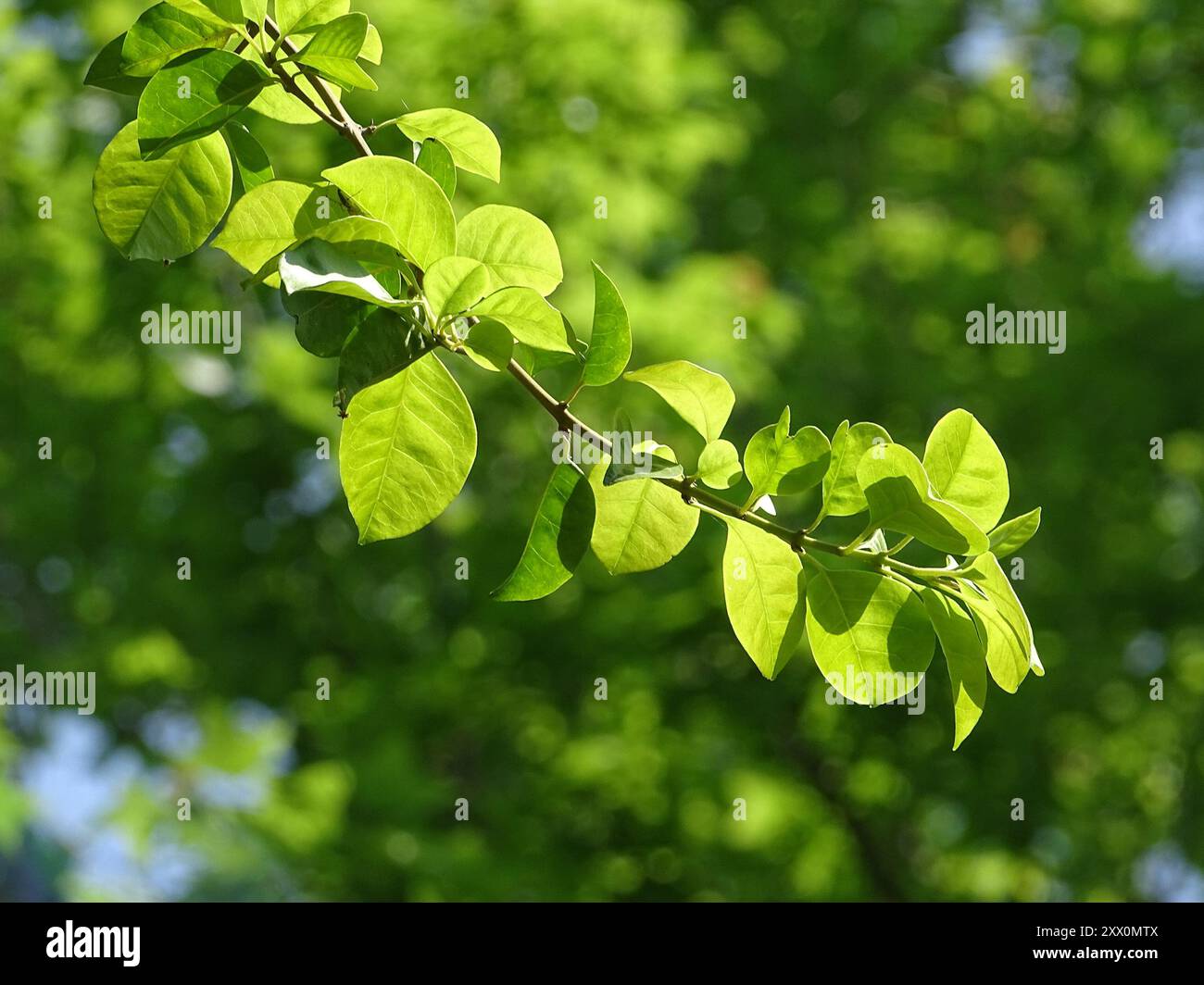 Native Bougainvillea (Pisonia aculeata) Plantae Stock Photo - Alamy