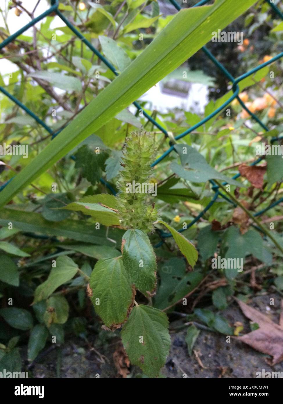 three-seeded mercuries (Acalypha) Plantae Stock Photo - Alamy