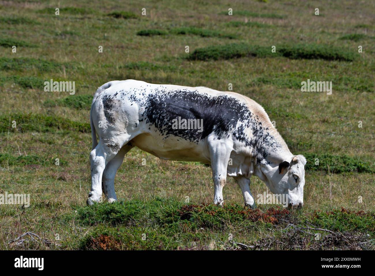 The milch cow hi-res stock photography and images - Alamy