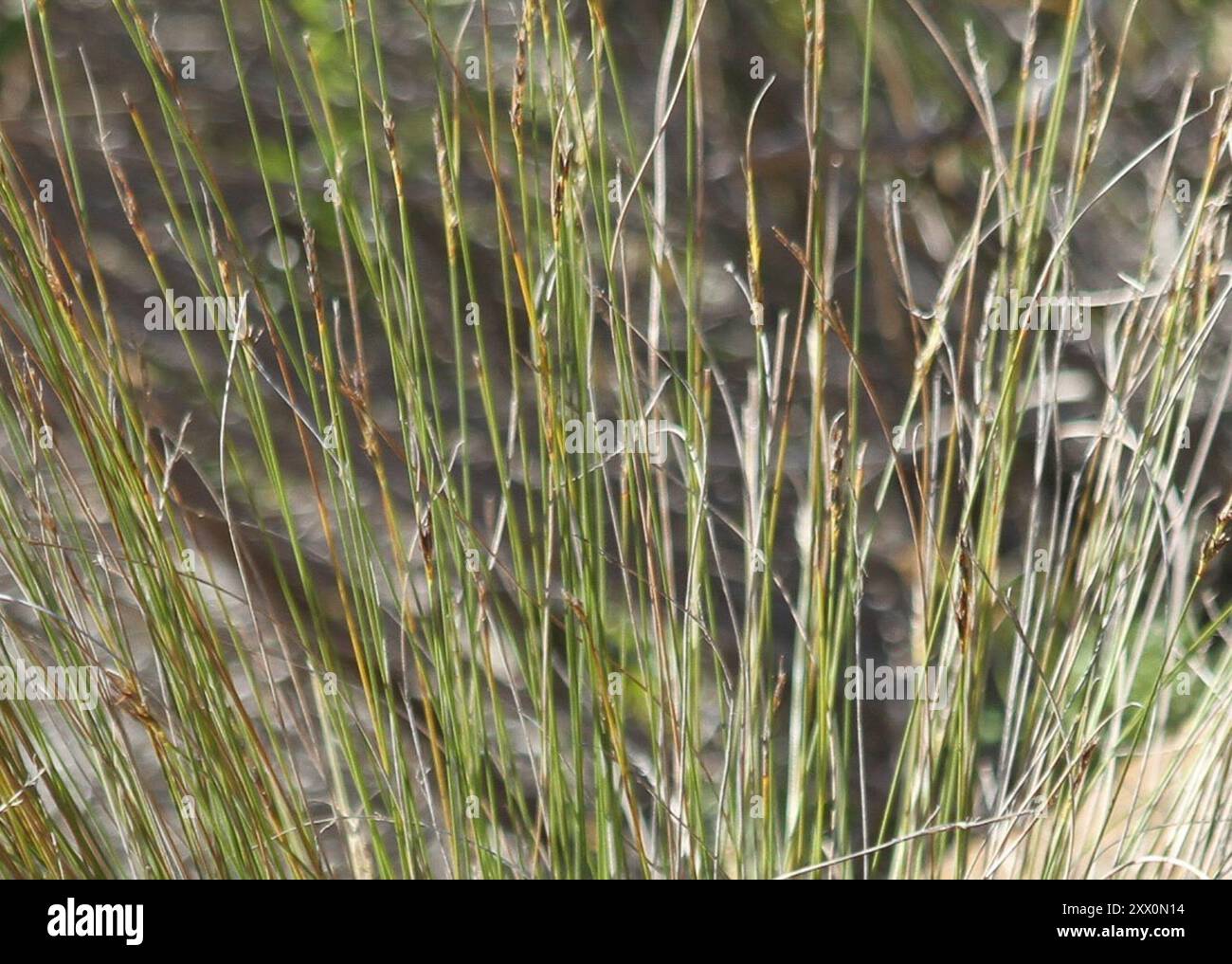 Star Grasses (Ficinia) Plantae Stock Photo - Alamy