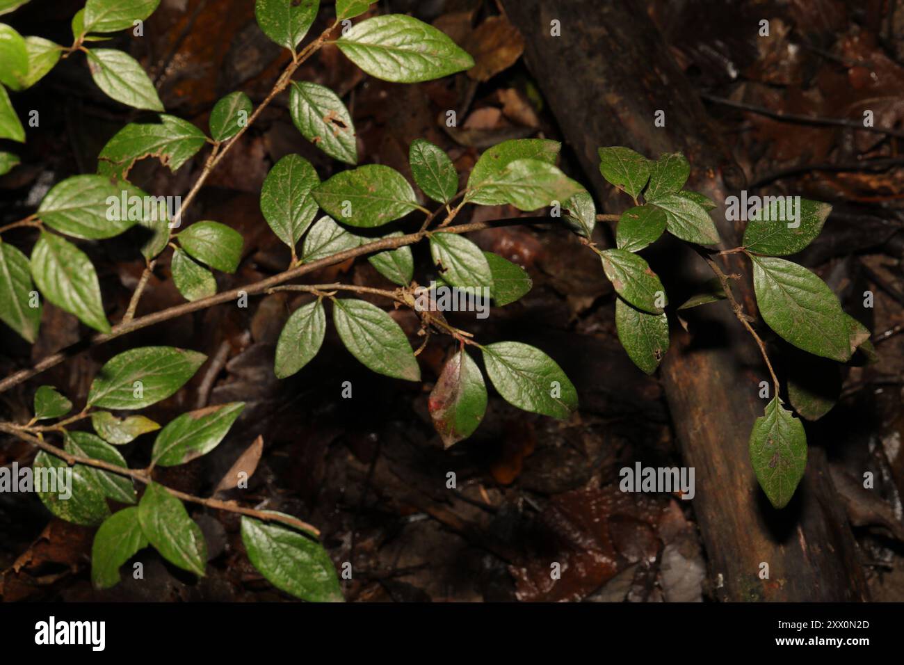 Himalayan cotoneaster (Cotoneaster simonsii) Plantae Stock Photo - Alamy