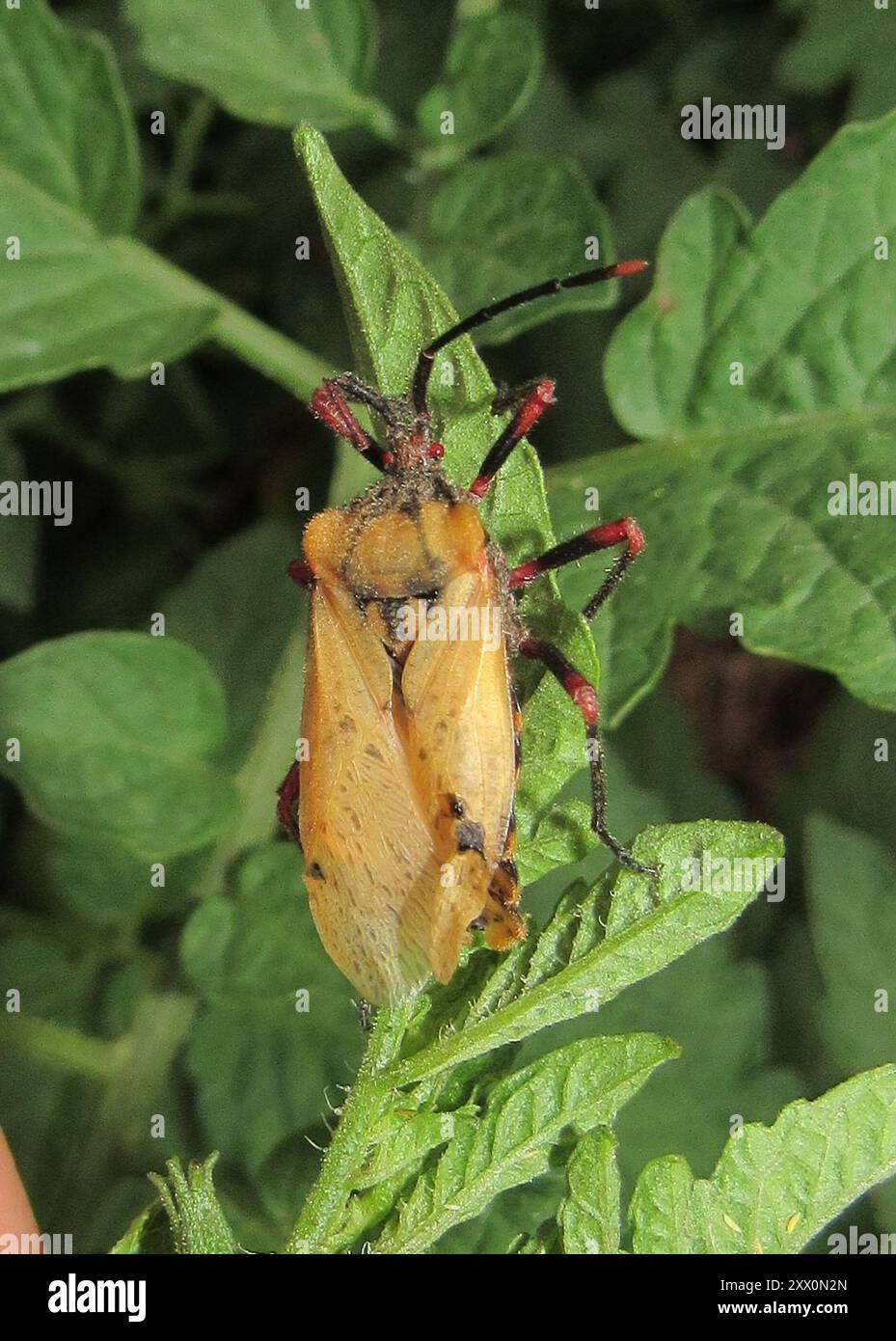 (Spartocera fusca) Insecta Stock Photo - Alamy