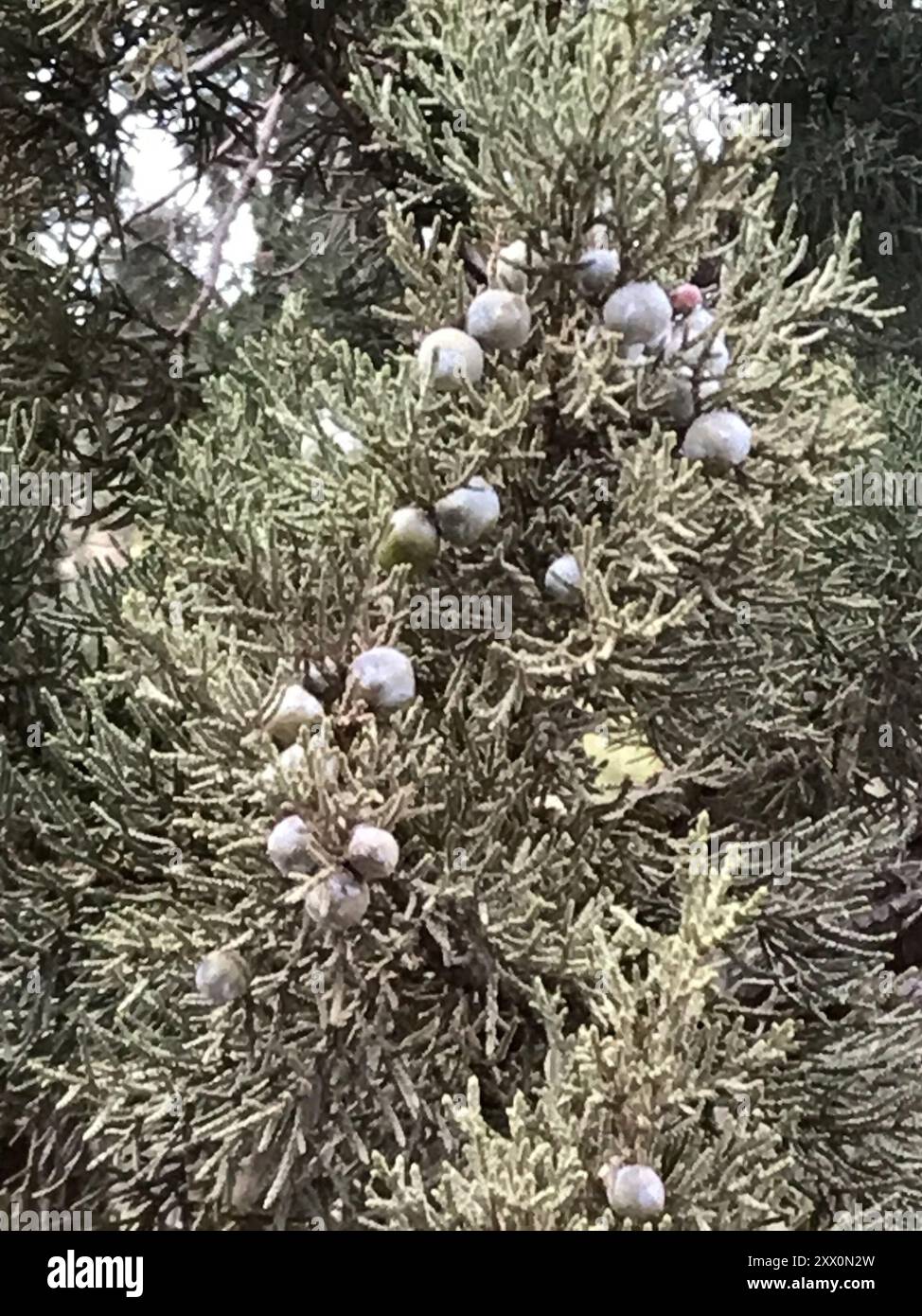 alligator juniper (Juniperus deppeana) Plantae Stock Photo - Alamy
