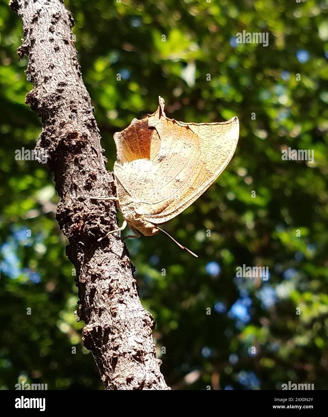 Tropical Leafwing (Anaea aidea) Insecta Stock Photo - Alamy