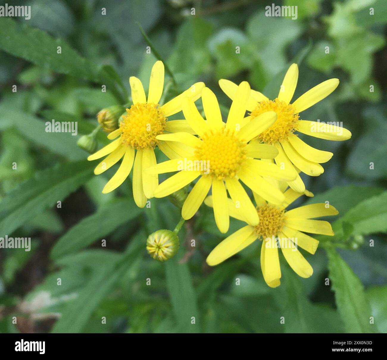 Madagascar Ragwort (Senecio madagascariensis) Plantae Stock Photo - Alamy