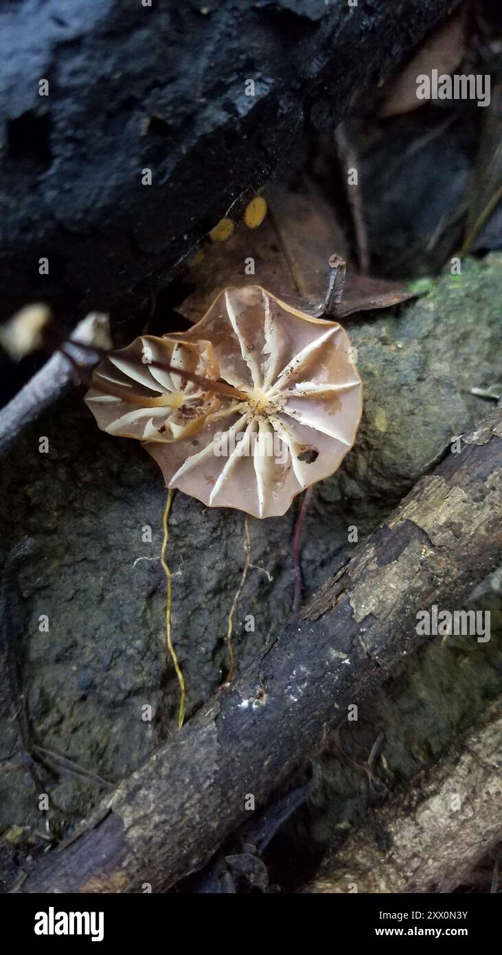 Orange Pinwheel (Marasmius siccus) Fungi Stock Photo - Alamy