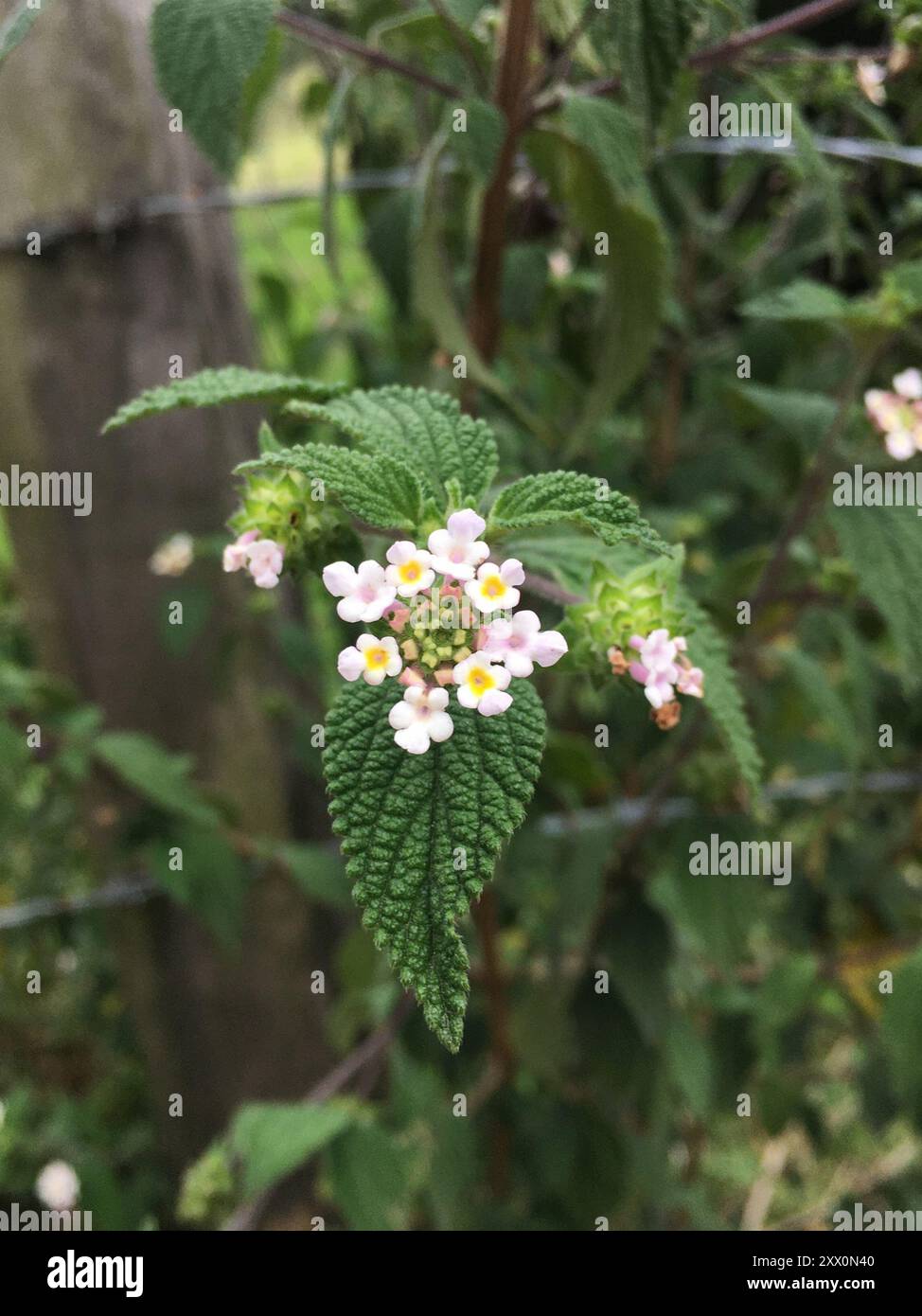 lantanas (Lantana) Plantae Stock Photo - Alamy