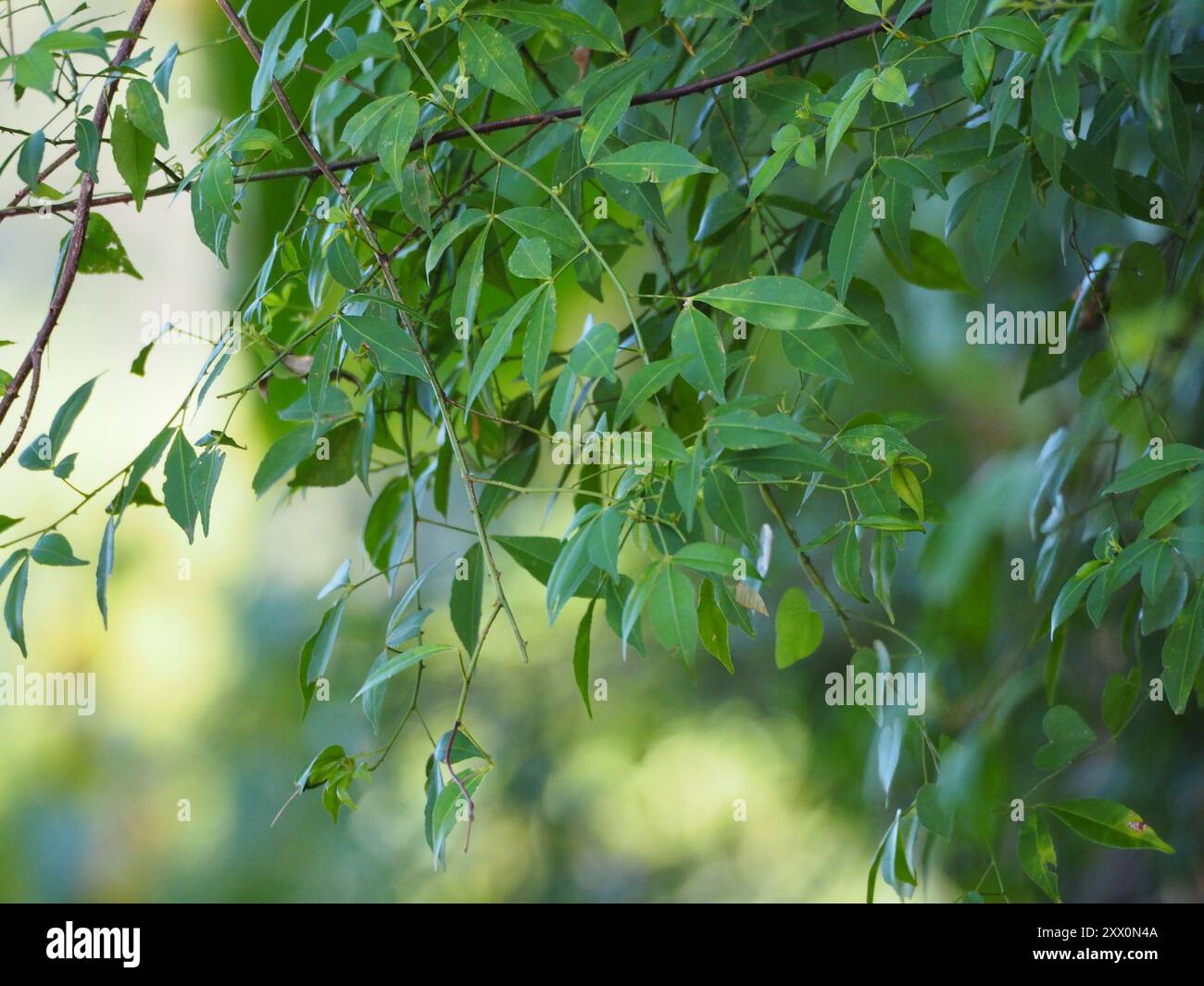 orange climber (Zanthoxylum asiaticum) Plantae Stock Photo - Alamy
