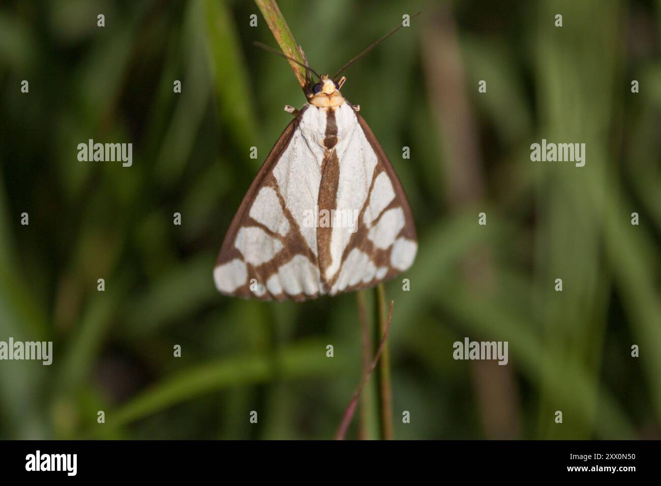 Reversed Haploa Moth (Haploa reversa) Insecta Stock Photo - Alamy