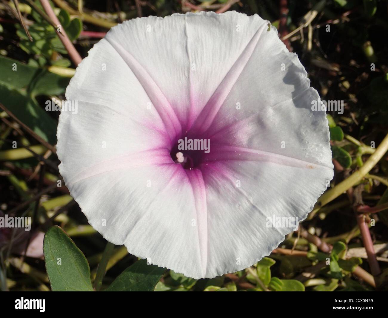 Water Morning Glory (Ipomoea aquatica) Plantae Stock Photo - Alamy