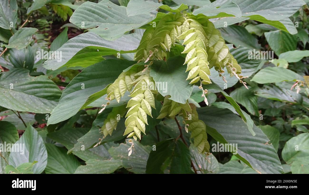 wild hops (Flemingia strobilifera) Plantae Stock Photo - Alamy
