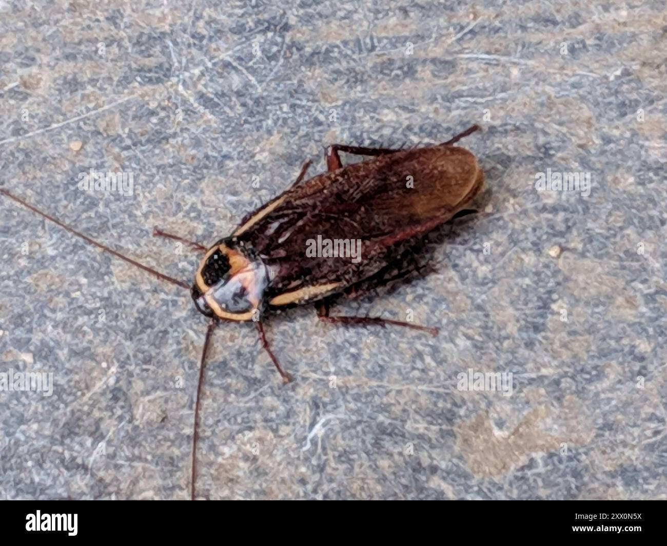 Australian Cockroach (Periplaneta australasiae) Insecta Stock Photo - Alamy
