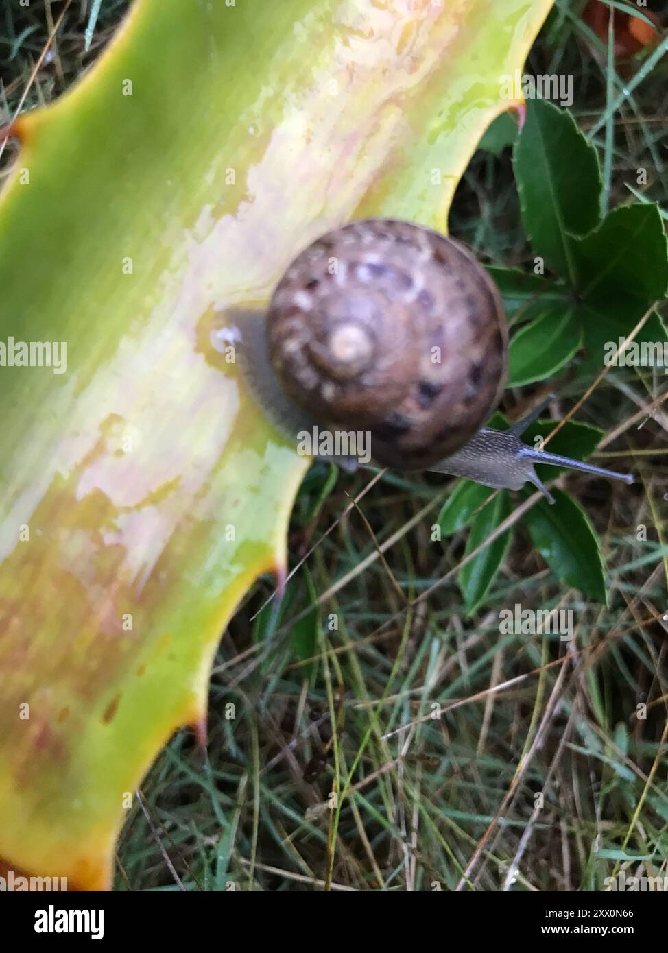 Garden Snail (Cornu aspersum) Mollusca Stock Photo - Alamy