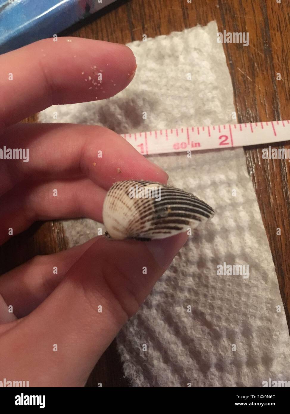 Ponderous Ark (Noetia ponderosa) Mollusca Stock Photo - Alamy