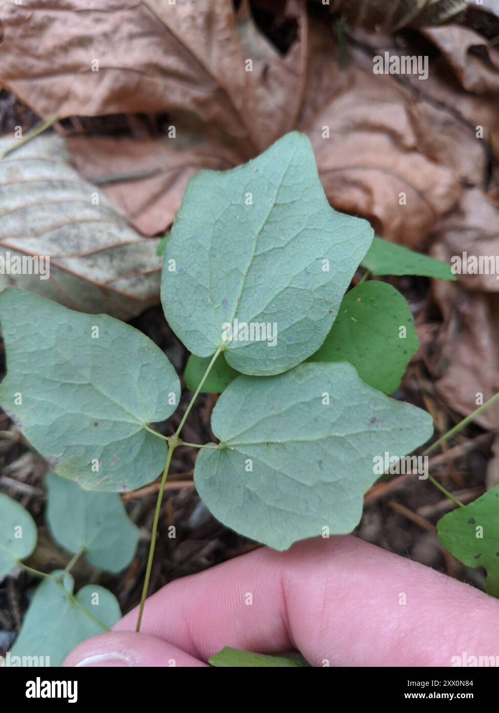 White Inside-out Flower (Vancouveria hexandra) Plantae Stock Photo - Alamy