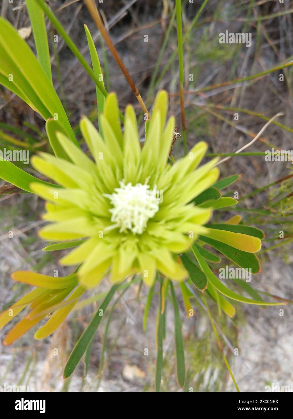 Broadleaf Featherbush (Aulax umbellata) Plantae Stock Photo - Alamy