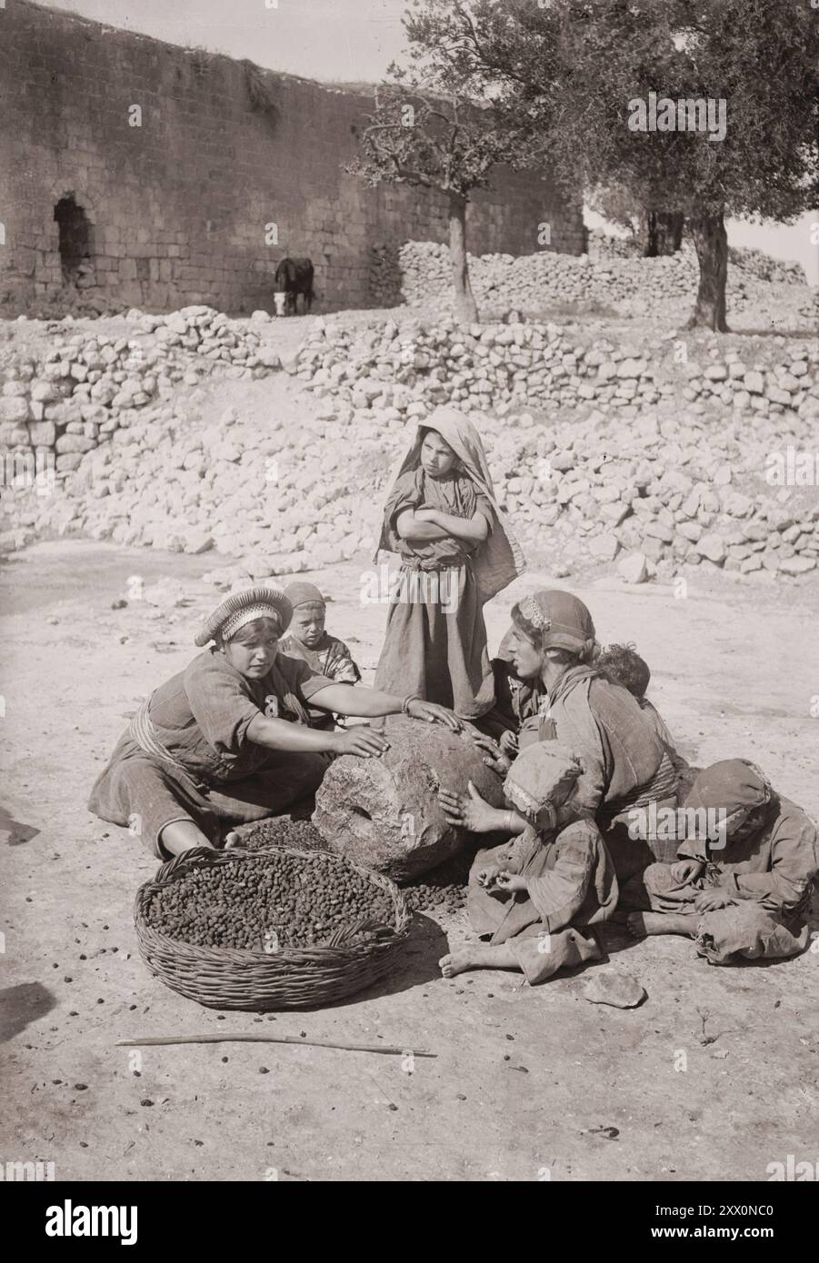 Life in Palestine in the early 20th century. Crushing olives with a ...