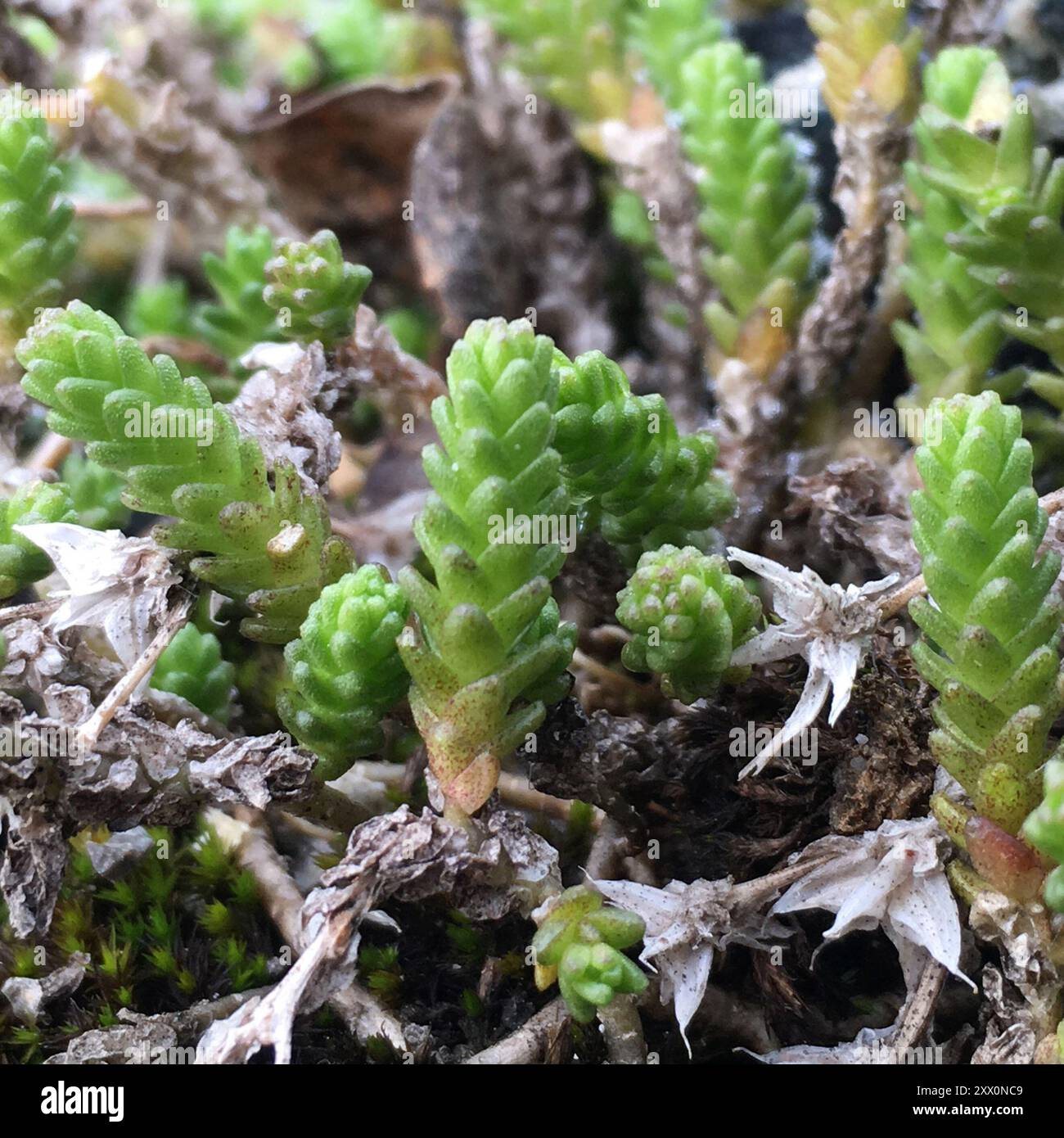 Biting Stonecrop (Sedum acre) Plantae Stock Photo - Alamy