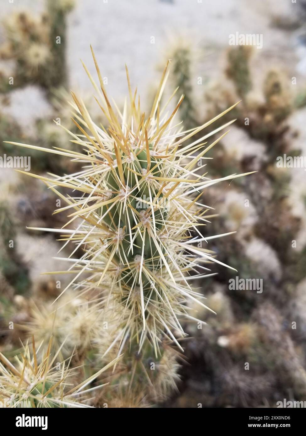 Silver Cholla (Cylindropuntia echinocarpa) Plantae Stock Photo - Alamy