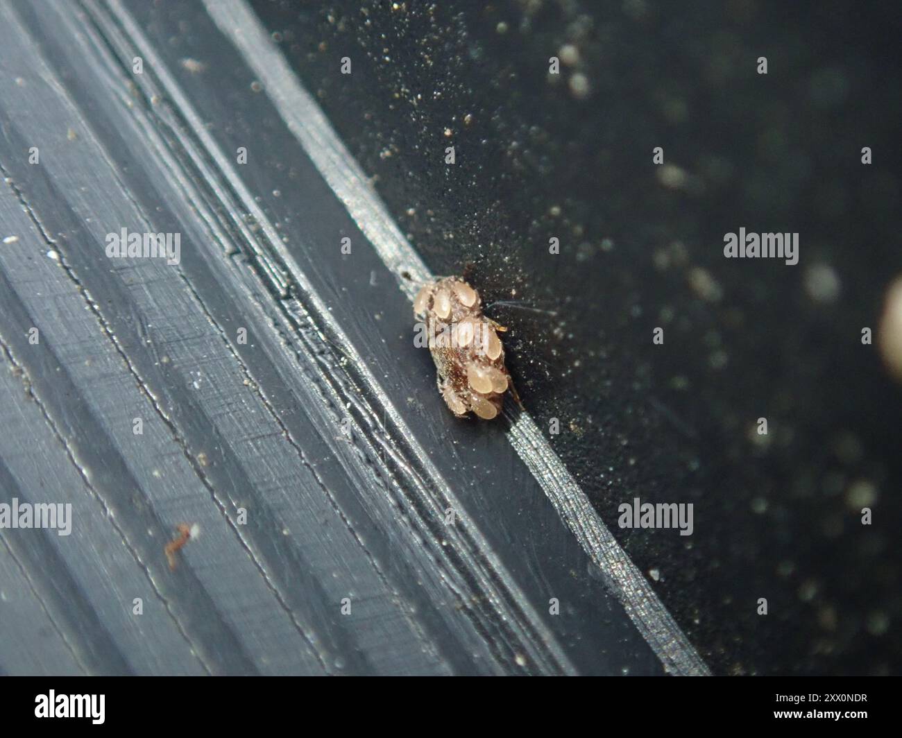 Oribatida mites hi-res stock photography and images - Alamy