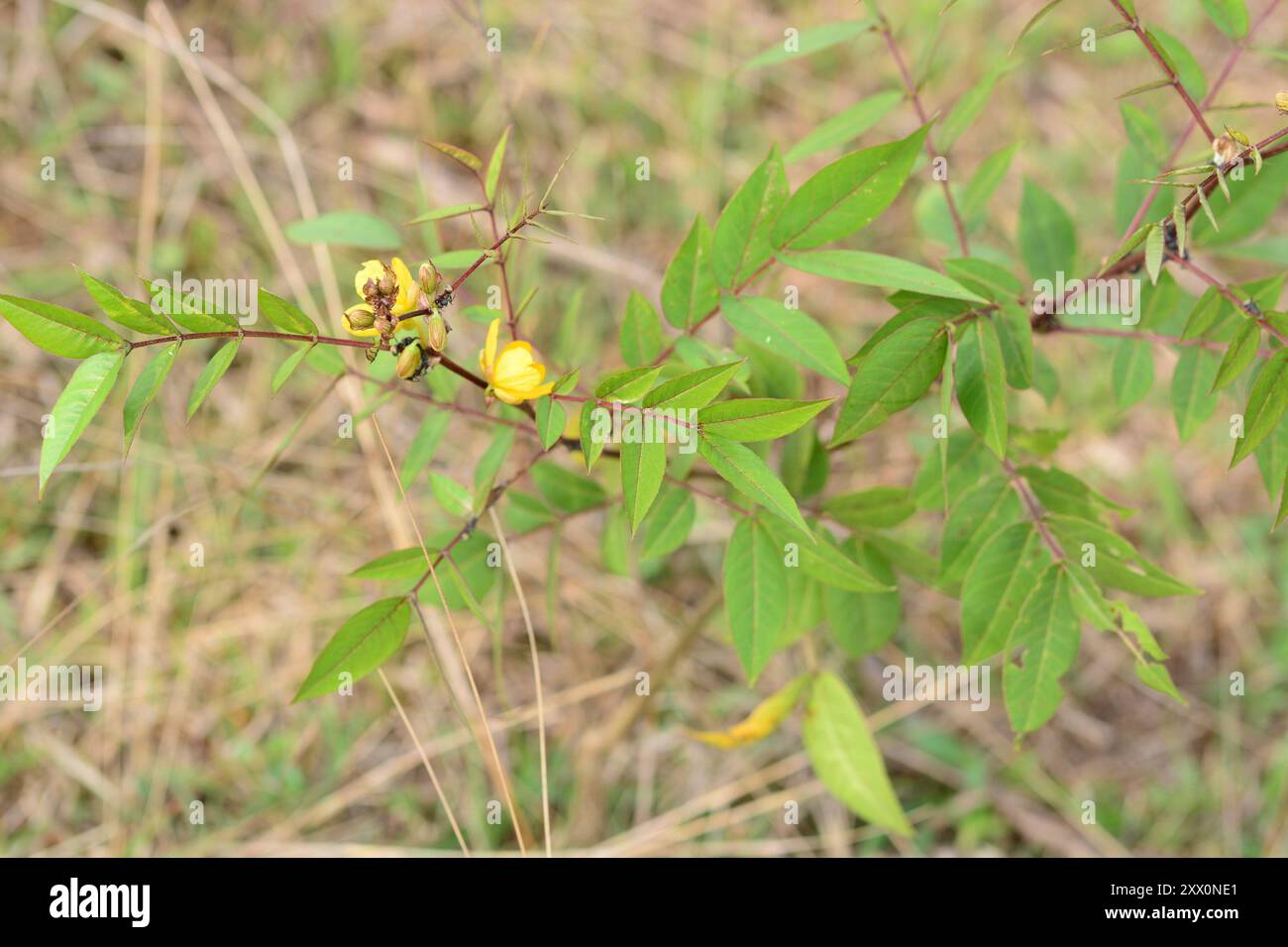Coffee Senna (Senna occidentalis) Plantae Stock Photo - Alamy