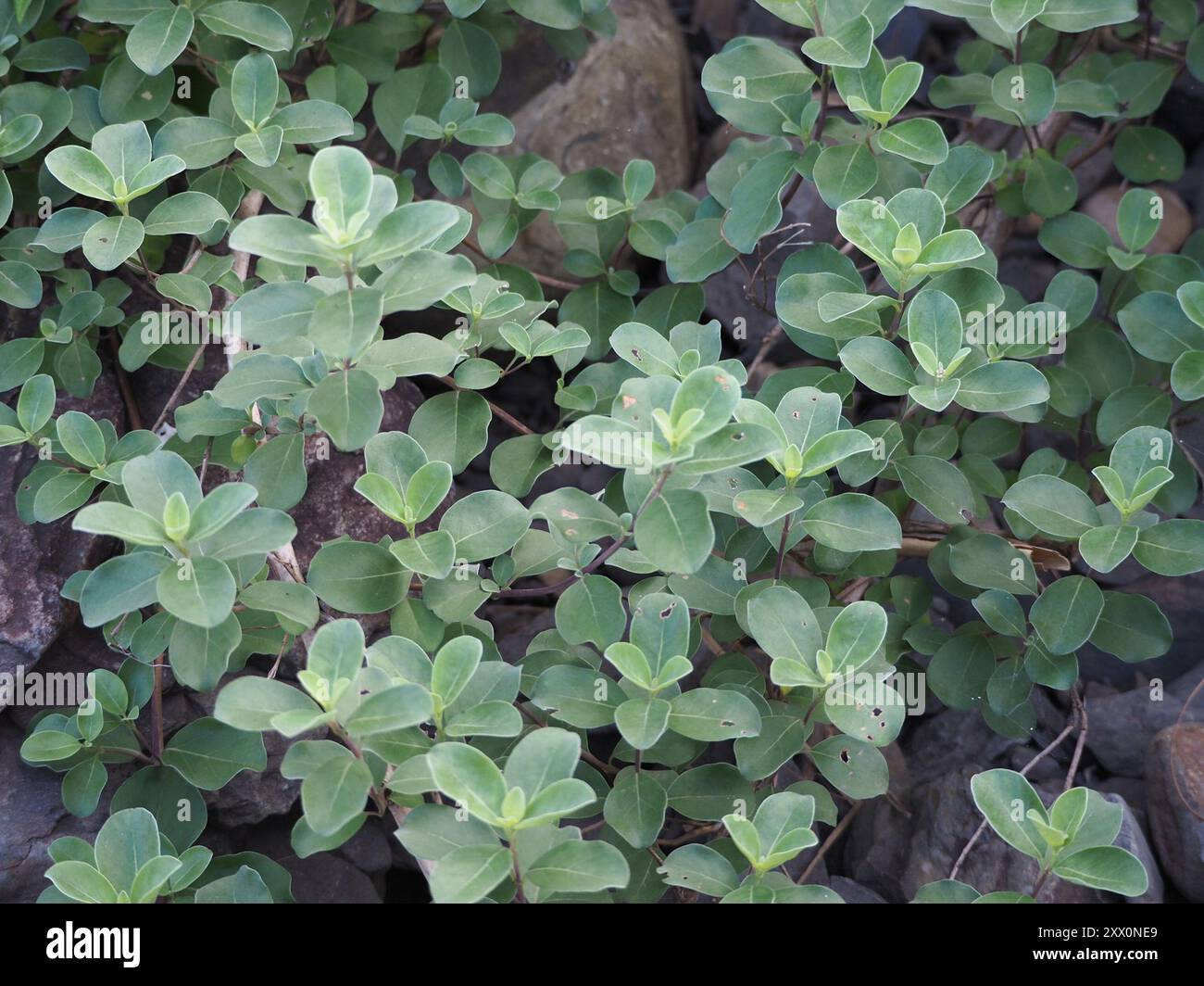Beach Vitex (Vitex rotundifolia) Plantae Stock Photo - Alamy