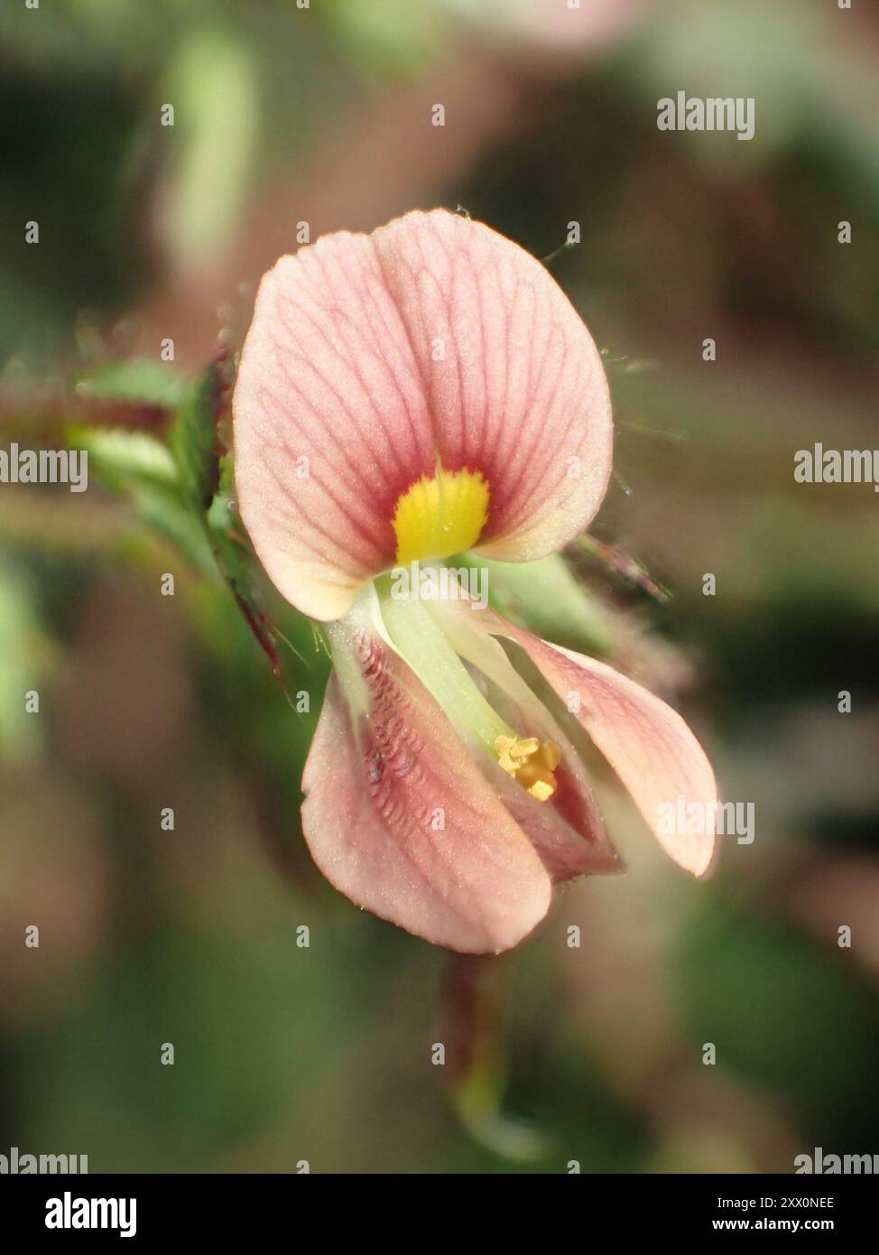 shyleaf (Aeschynomene americana) Plantae Stock Photo - Alamy