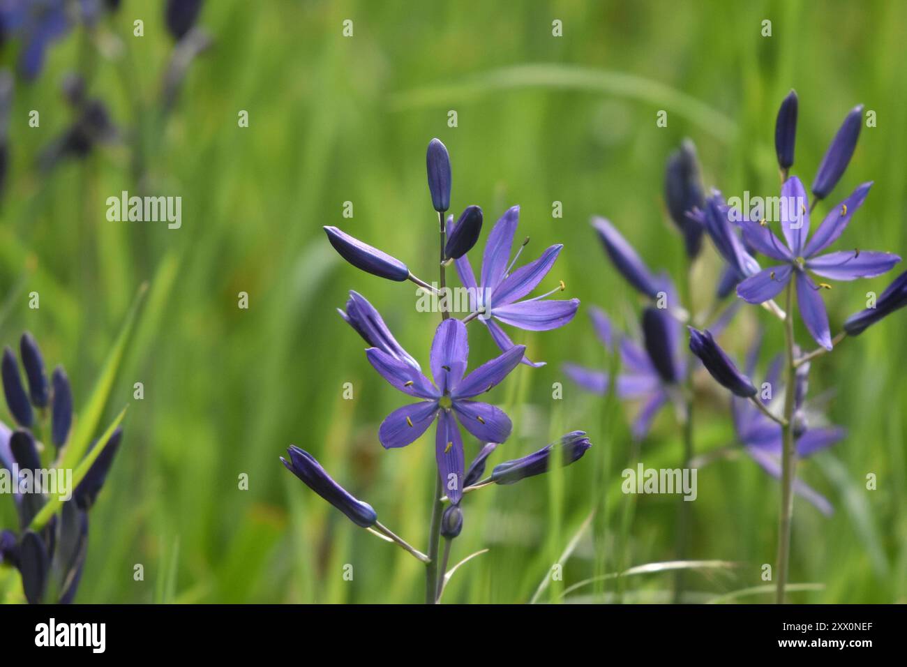 great camas (Camassia leichtlinii) Plantae Stock Photo - Alamy