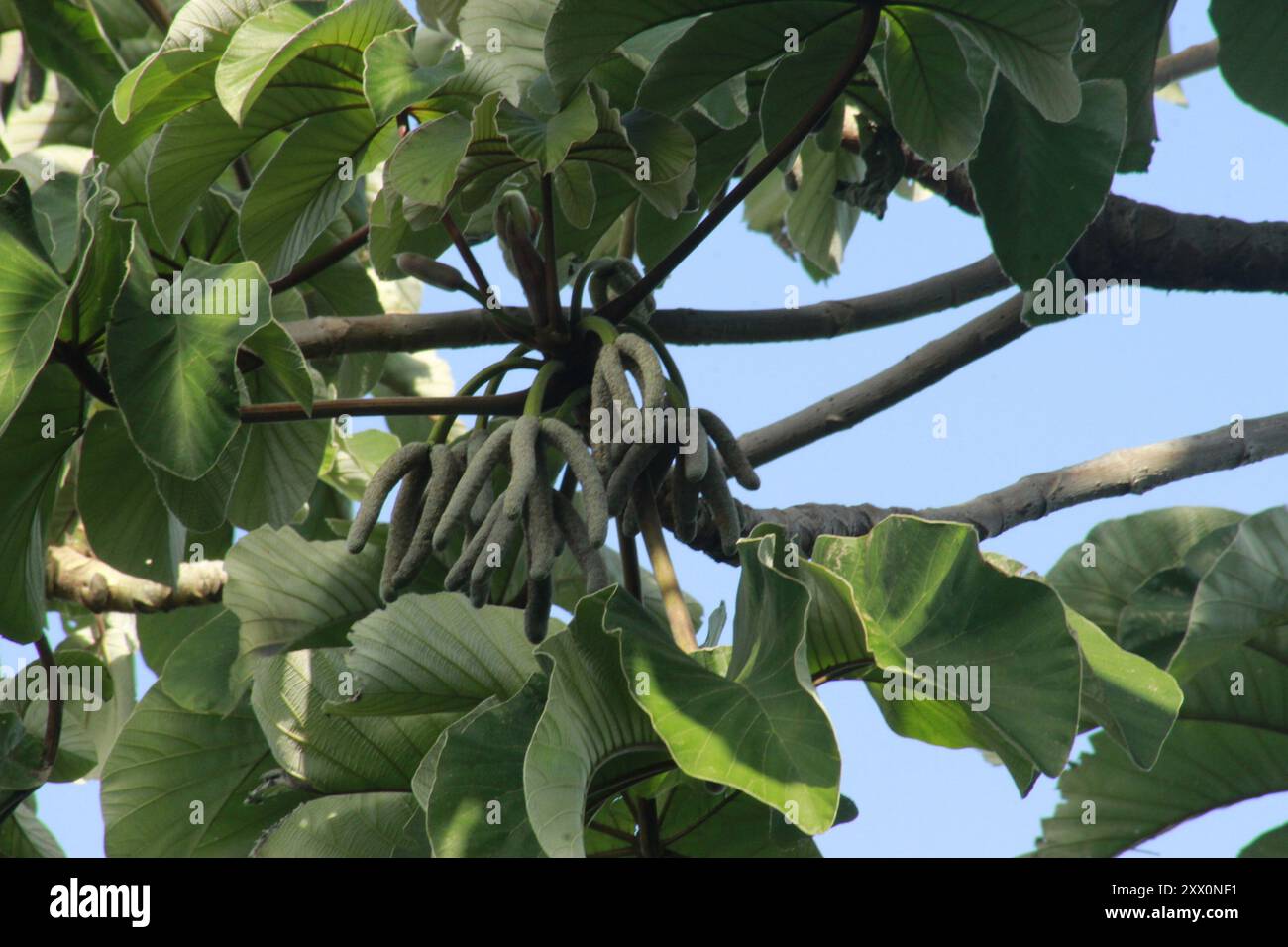 trumpet tree (Cecropia peltata) Plantae Stock Photo - Alamy