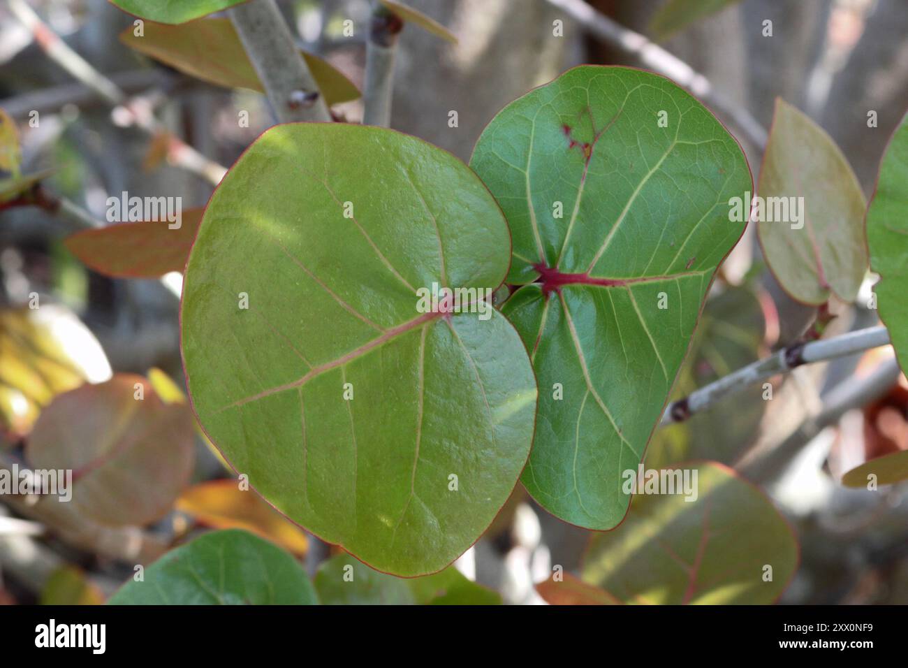 sea grape (Coccoloba uvifera) Plantae Stock Photo - Alamy