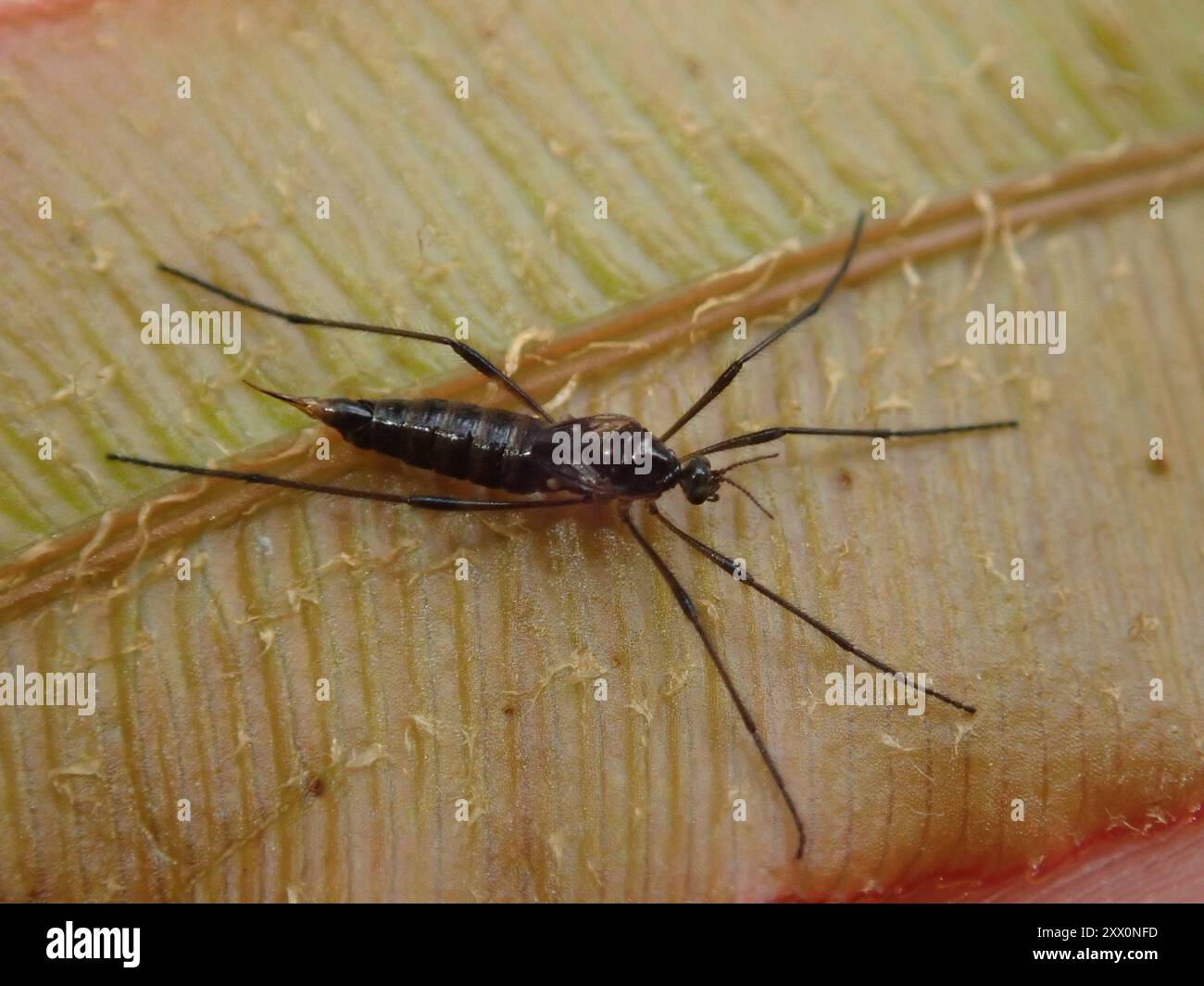 Crane Flies (Tipulomorpha) Insecta Stock Photo - Alamy
