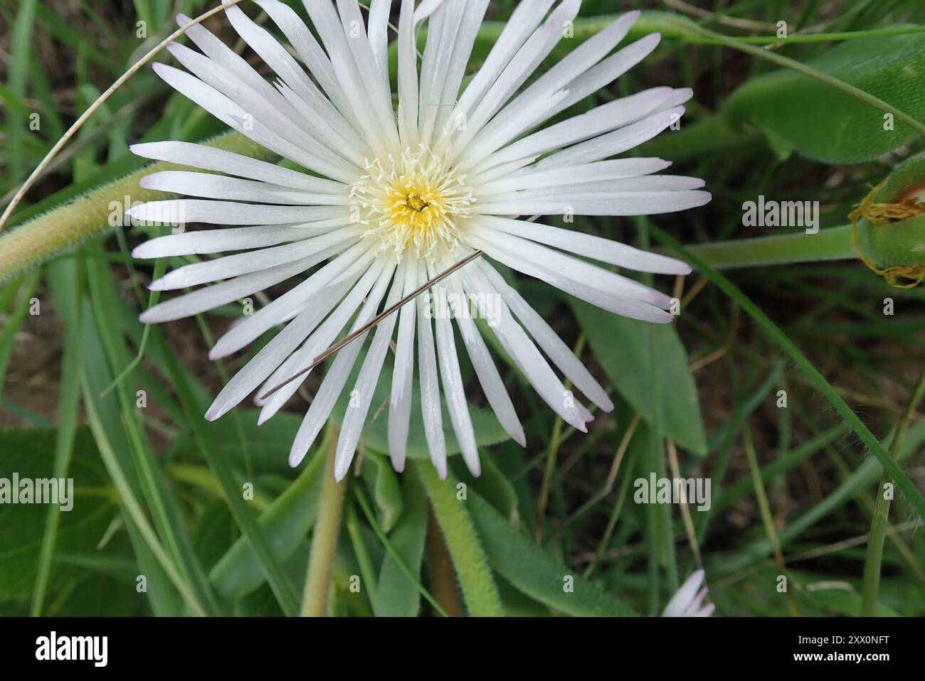 Fire Sheepfig (Delosperma sutherlandii) Plantae Stock Photo - Alamy