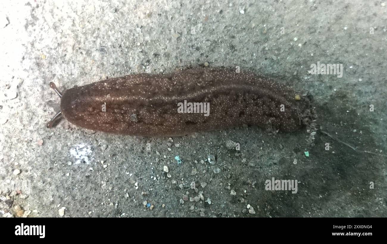 Tropical Leatherleaf Slug (Laevicaulis alte) Mollusca Stock Photo - Alamy