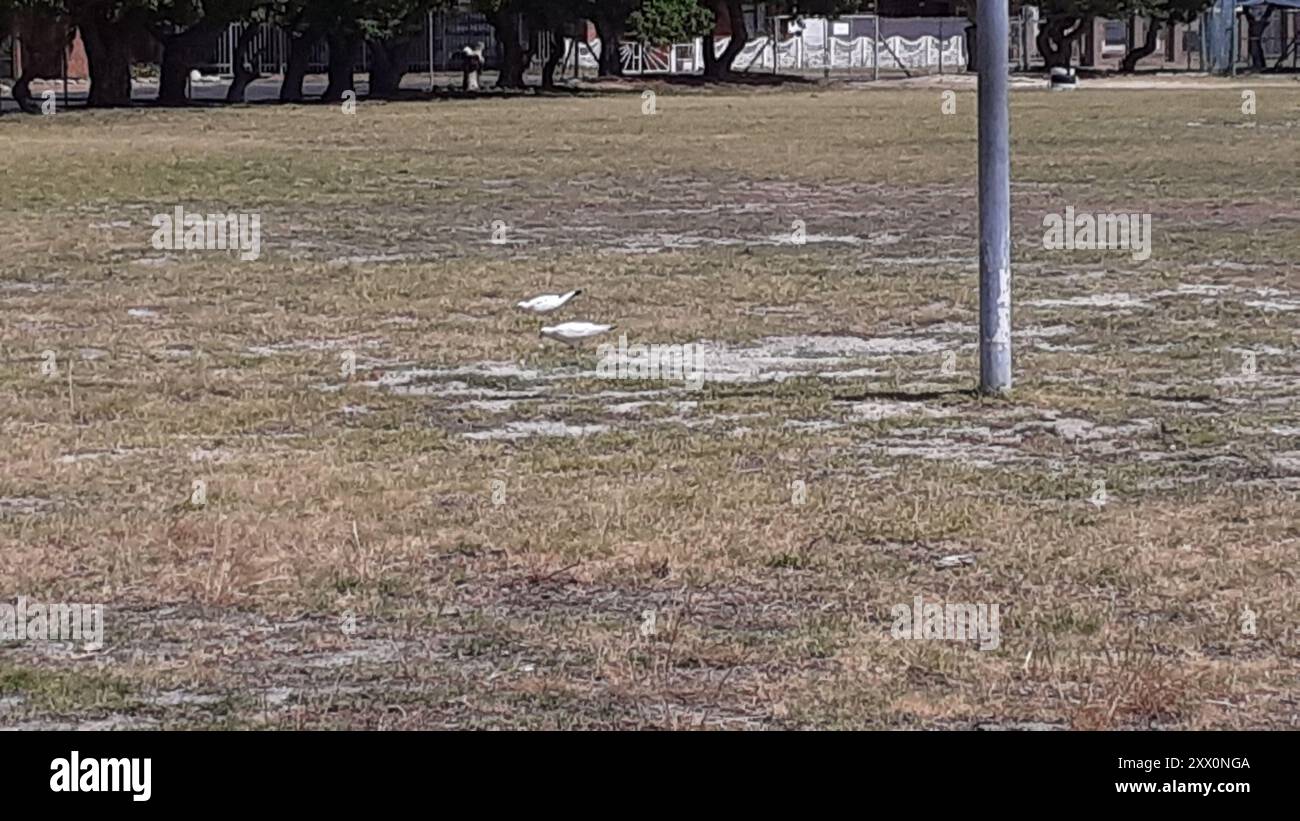Pigeons and Doves (Columbiformes) Aves Stock Photo - Alamy