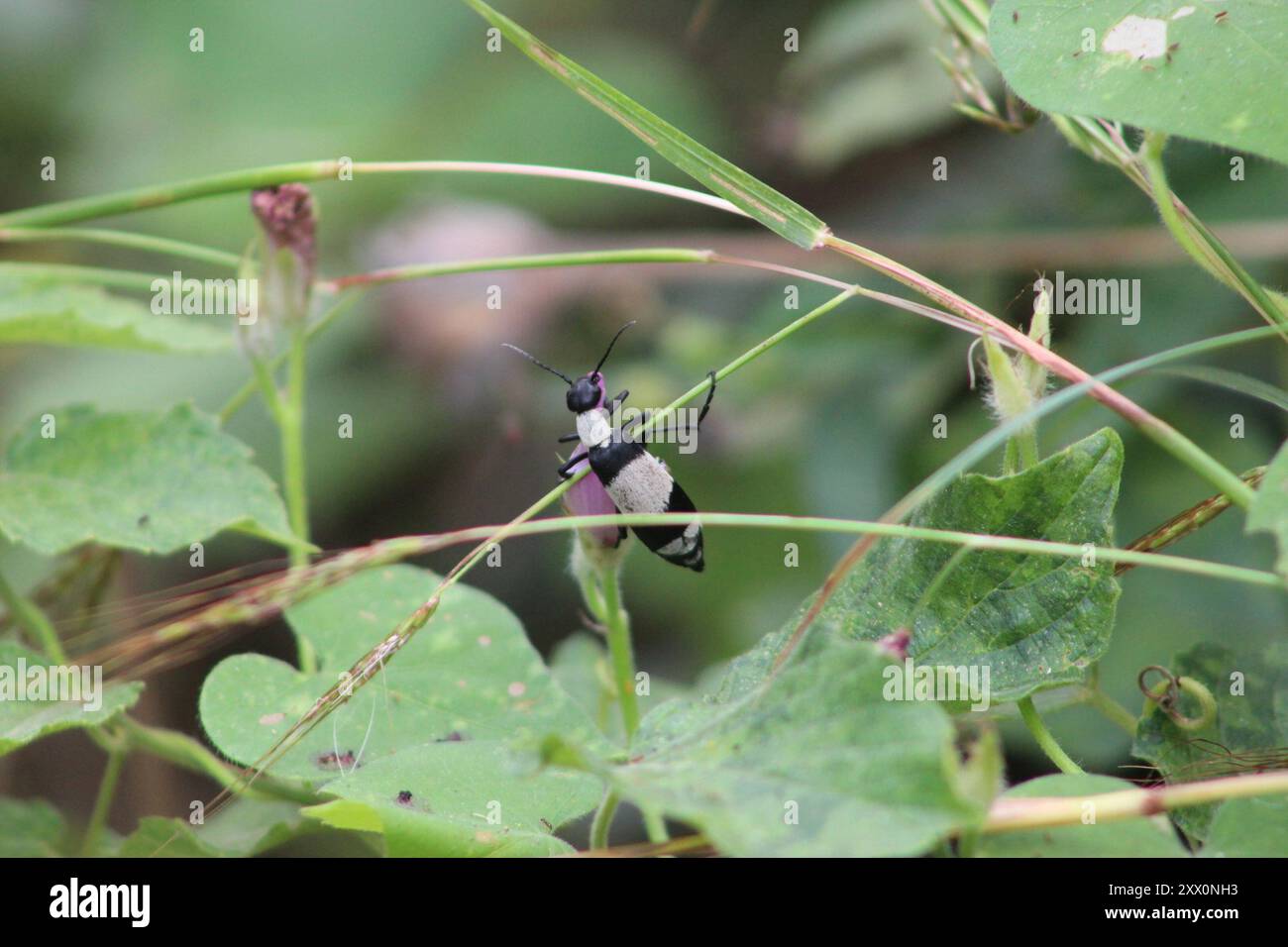 (Epicauta haroldi) Insecta Stock Photo - Alamy