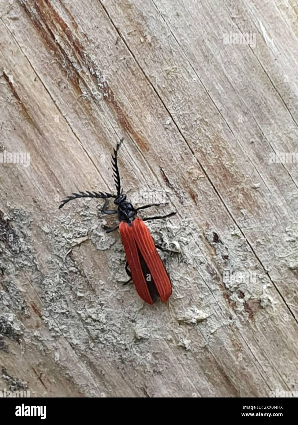 Red-winged Lycid (Porrostoma rufipenne) Insecta Stock Photo - Alamy