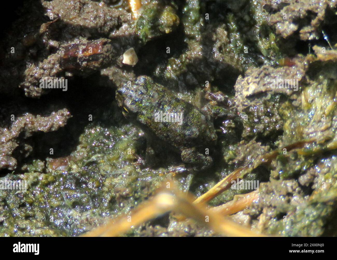 Beaked Toads (Rhinella) Amphibia Stock Photo - Alamy