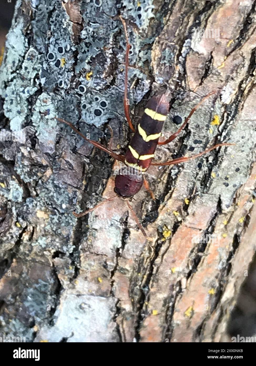 Red-headed Ash Borer (Neoclytus acuminatus) Insecta Stock Photo - Alamy