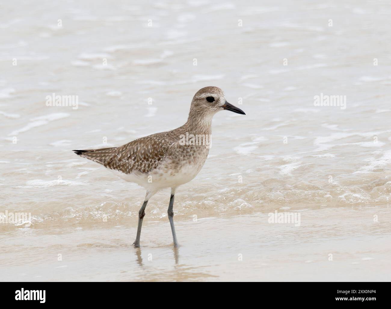 Grey plover, Kiebitzregenpfeifer, Pluvier argenté, Pluvialis squatarola ...