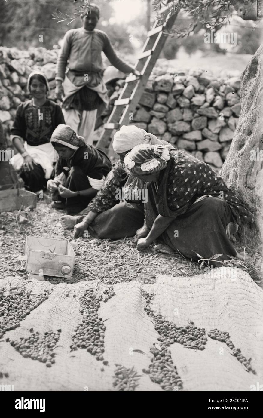 Life in Palestine in the early 20th century. Gathering olives from the ...