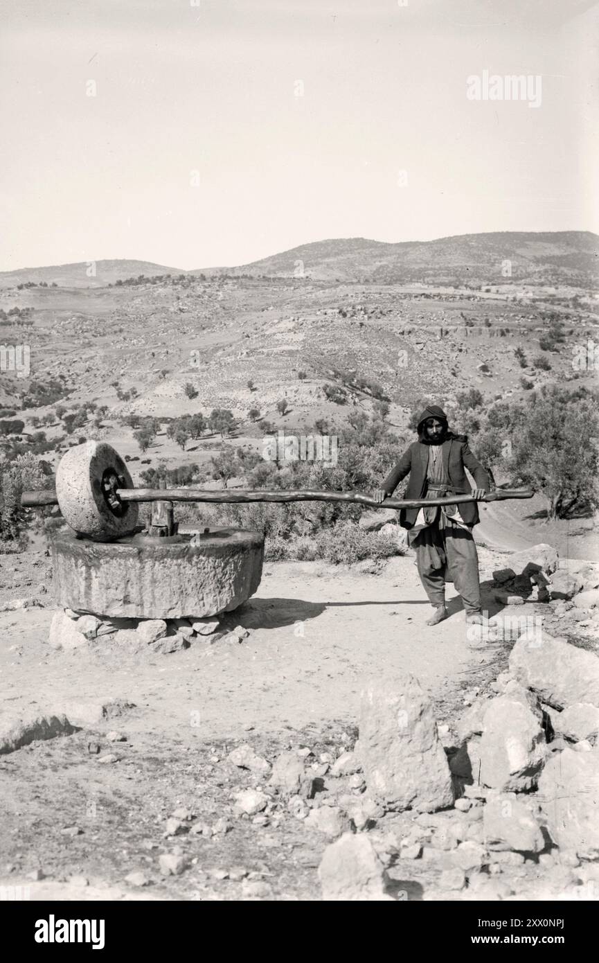 Life in Palestine in the early 20th century. Primitive olive crusher ...