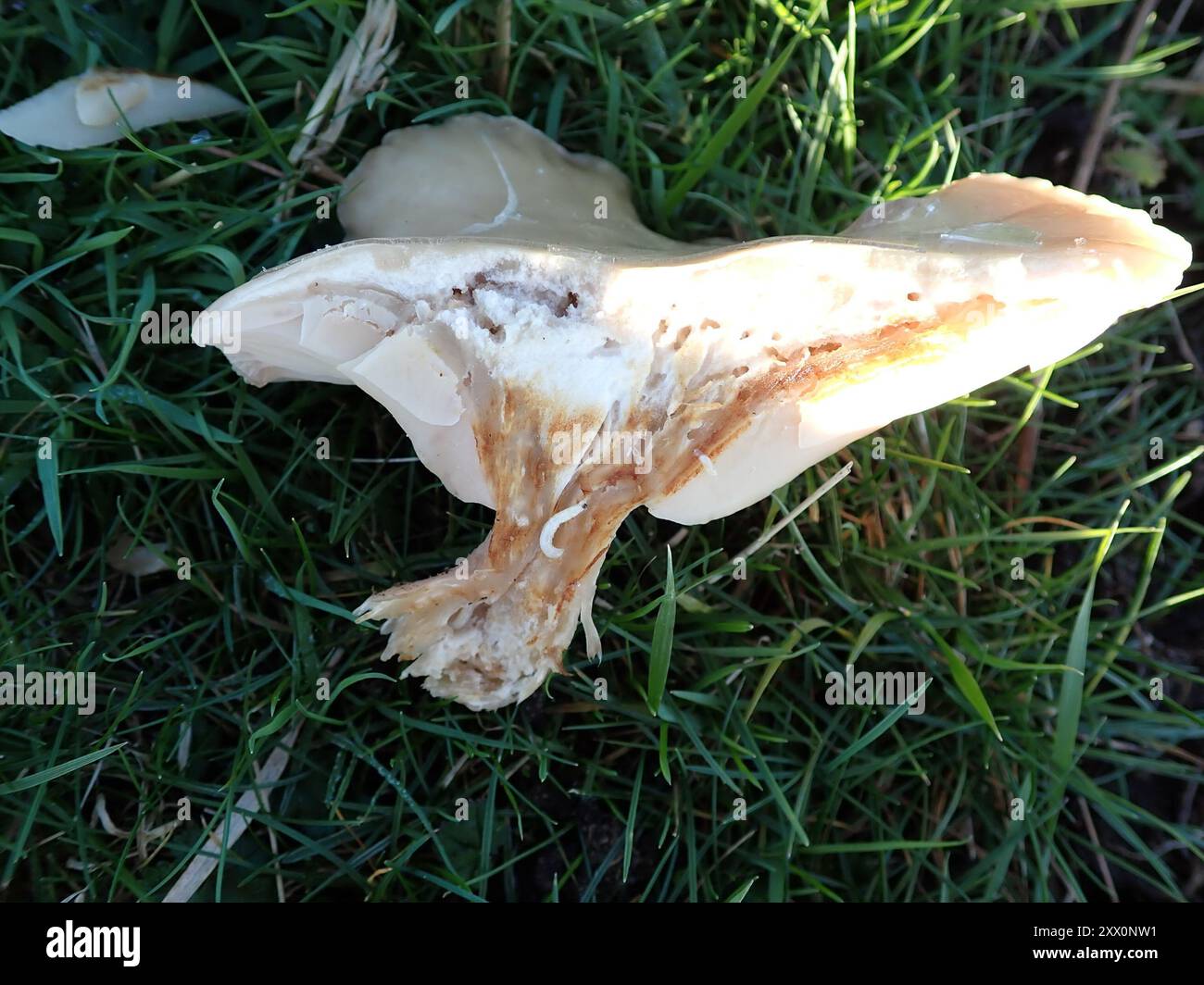Field Blewit (Collybia personata) Fungi Stock Photo - Alamy